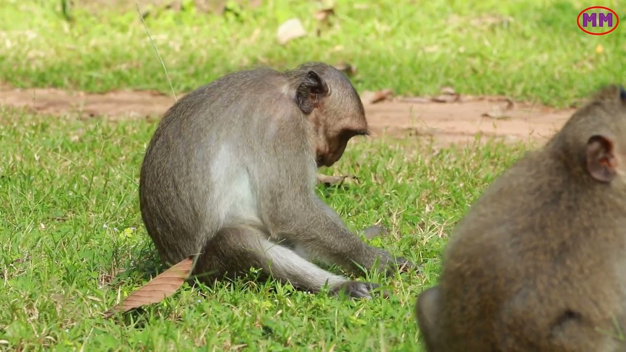 Bald Head Jinx Monkey not walking with Mum Jade - YouTube