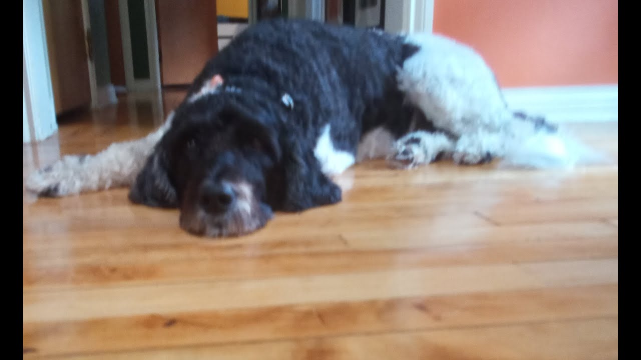 7 FUNNY CLIPS FT MABLE THE DOG - YouTube