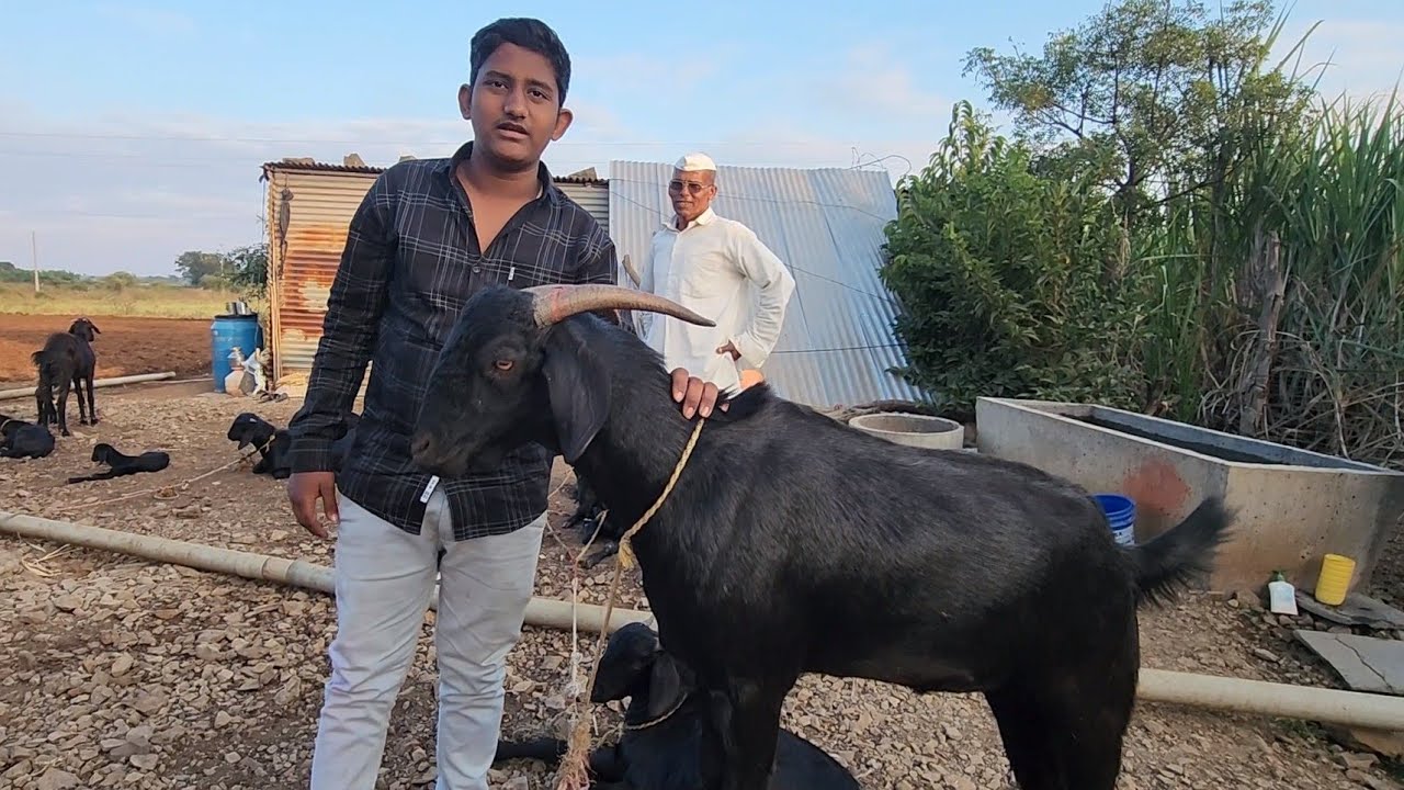 Osmanabadi Goat Farming Osmanabad | Master Usman Goat Farm. - YouTube