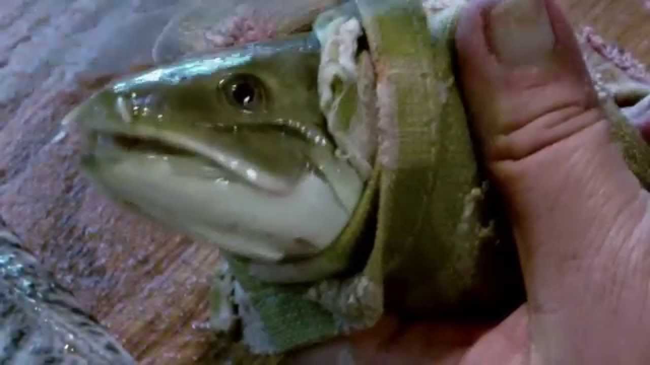 fish that would not die 001 - YouTube