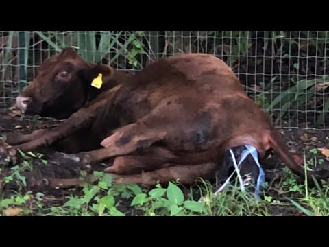 Calf Birth, and the signs to look for leading up to Calving - YouTube
