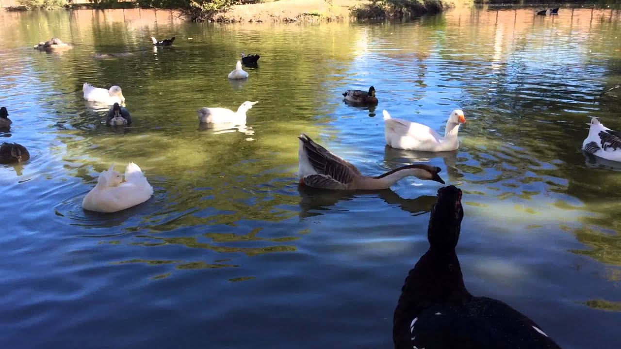 Eden Ducks - YouTube