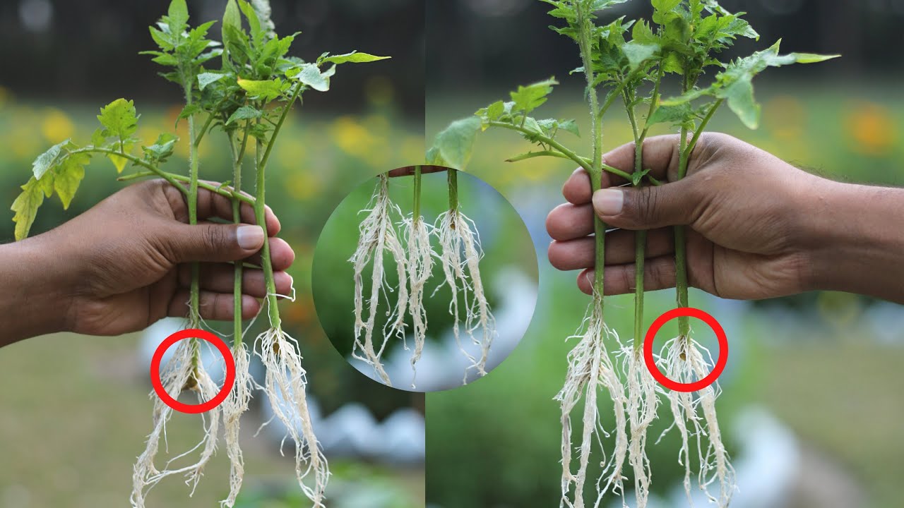 Amazing Idea to Tomato Propagation From Cutting | Ag2 Garden | Tomato ...