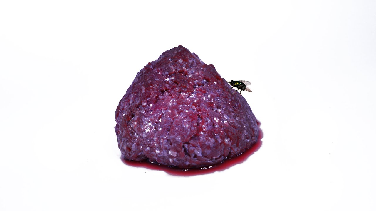 MAGGOTS vs Minced Meat Time Lapse - YouTube
