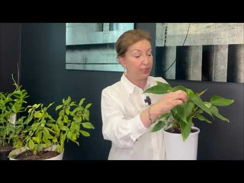 EV YAPIMI PAMUKCUK İLACI-çiçeklerdeki un biti nasıl temizlenir-pamukçuğa kesin çözüm