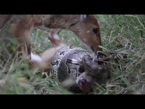 The bushbuck antelope tries to rescue its toddler from the deadly ...