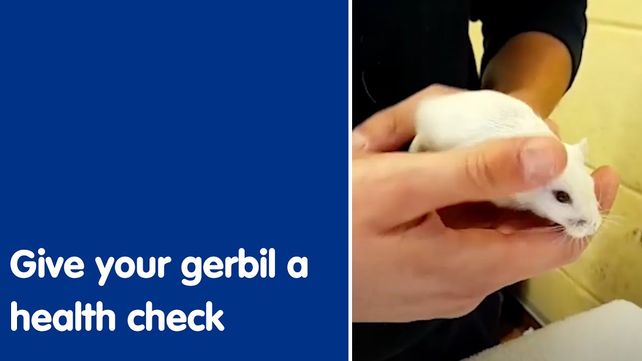 Give your gerbil a health check | Blue Cross - YouTube