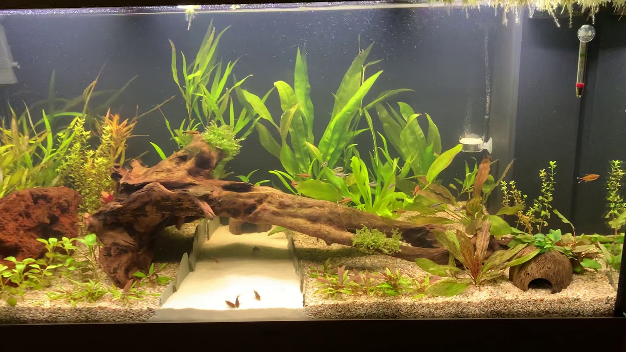 Aquarium Juwel Rio 350l - YouTube