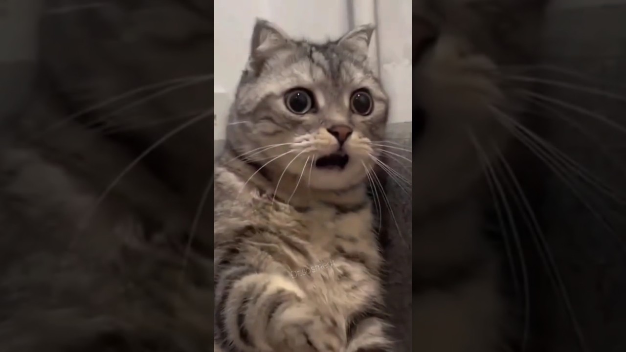 Kumpulan vidio lucu kucing #meme #memeshorts #kucingmoment - YouTube