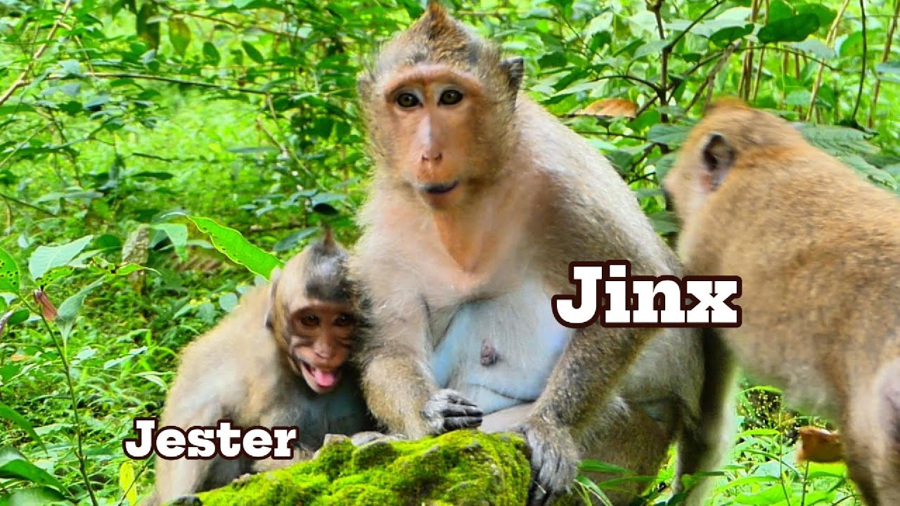 Heartbreaking! Jester Isn’t Getting Enough Milk to Satisfy Him 🐒💔😥 ...