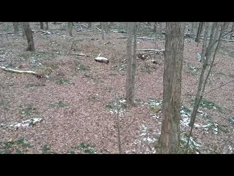 Black squirrel running in the woods