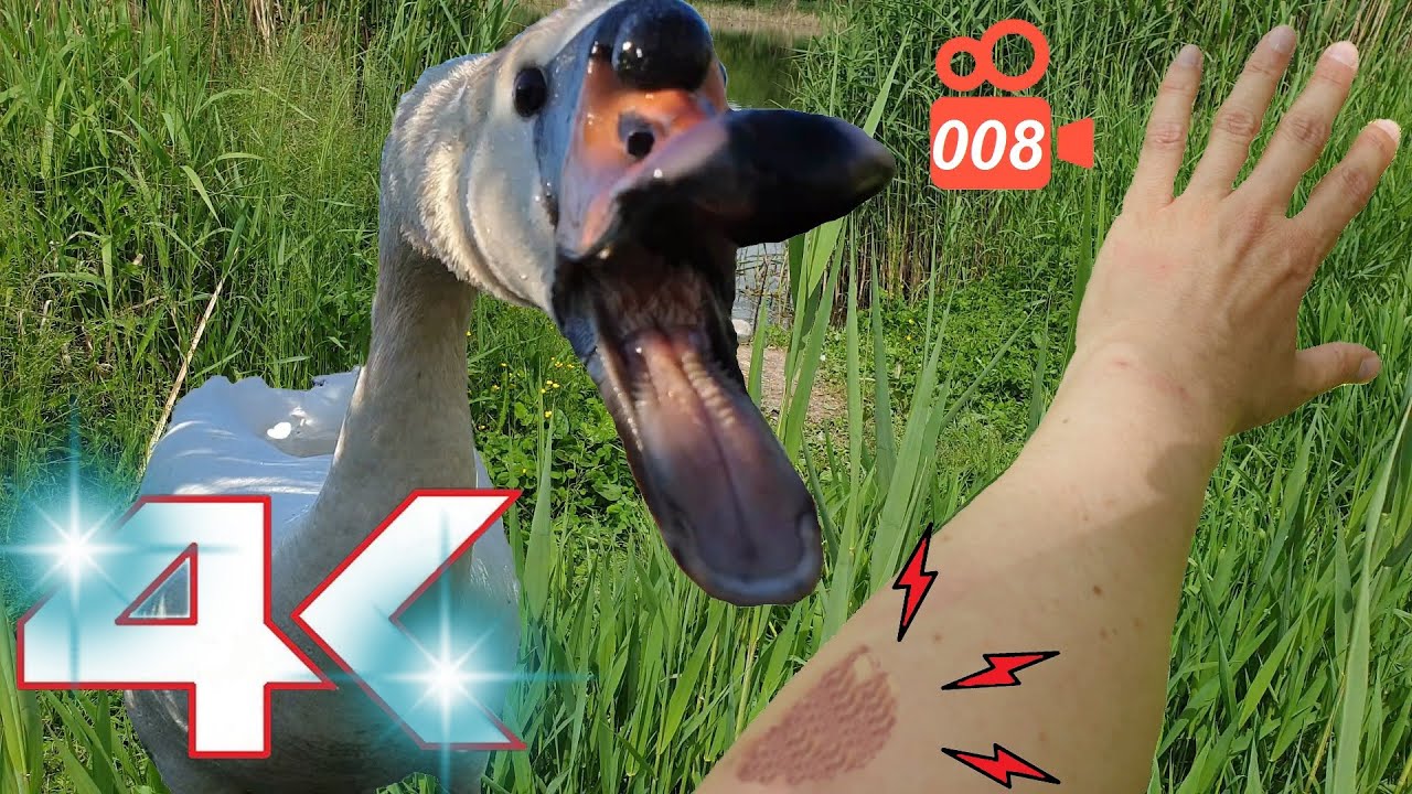 I got a swan bite bruise - Hissing Swan Family 4K video 008 - YouTube