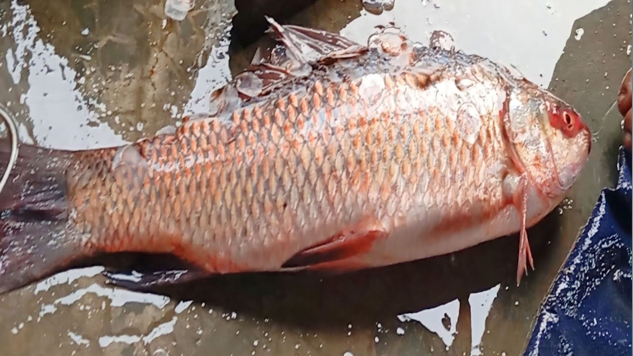Amazing New Style Big Size Ruhi Fish Cutting Video | রুই মাছ কাটার ...