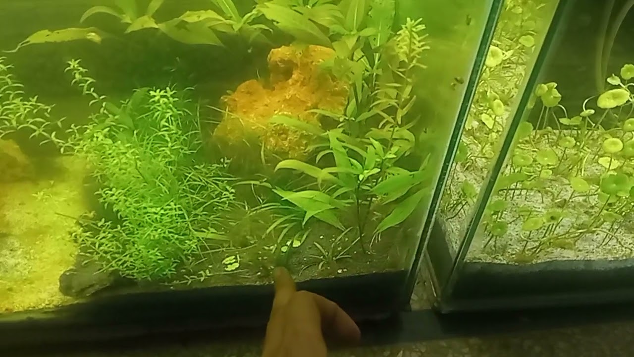 Hygro Blue, Hygrophila Salicifolia, Plant profile, Amazing low tech ...