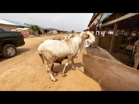 balami ram  to the world