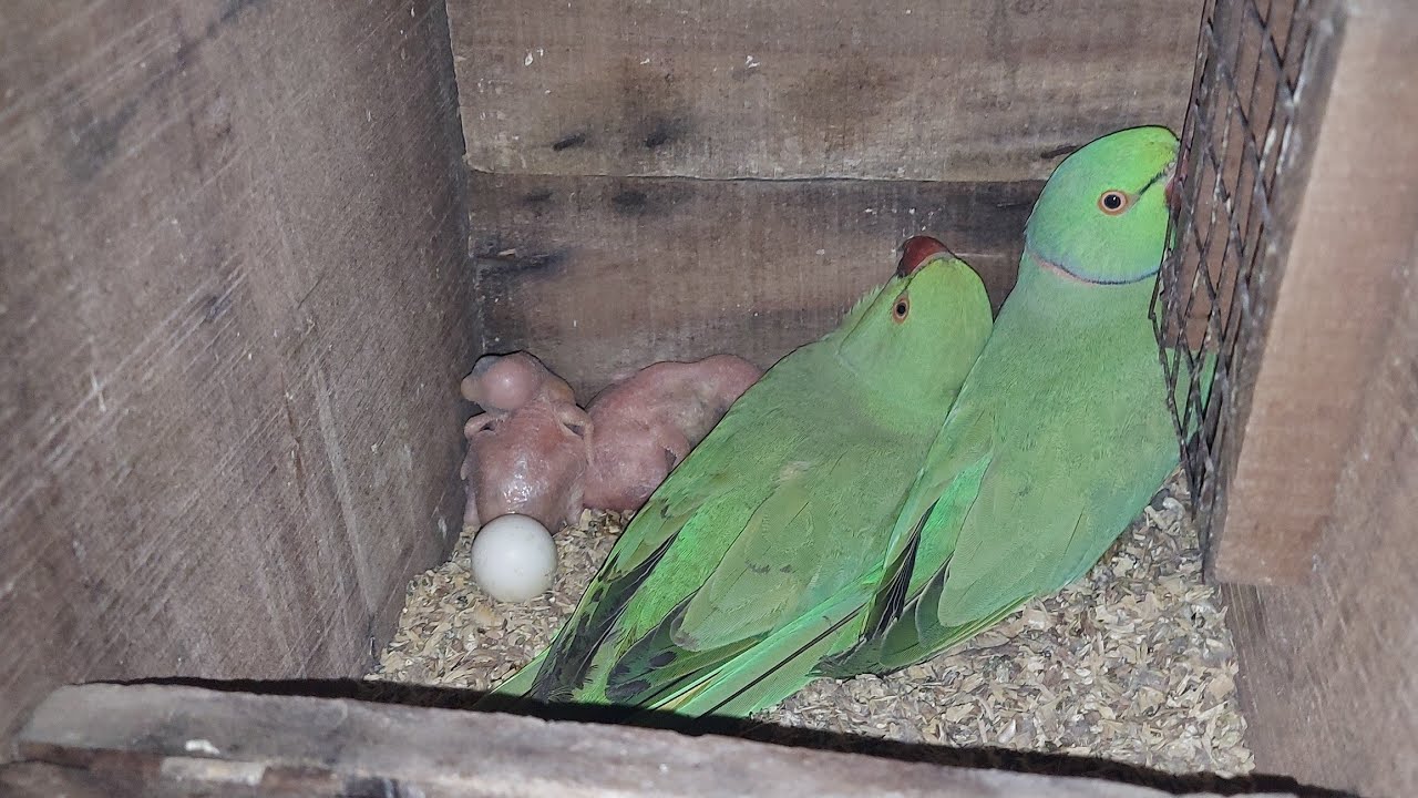 Katha Progress in my farm | Parrot Breeding Setup | Ringneck Confirm ...