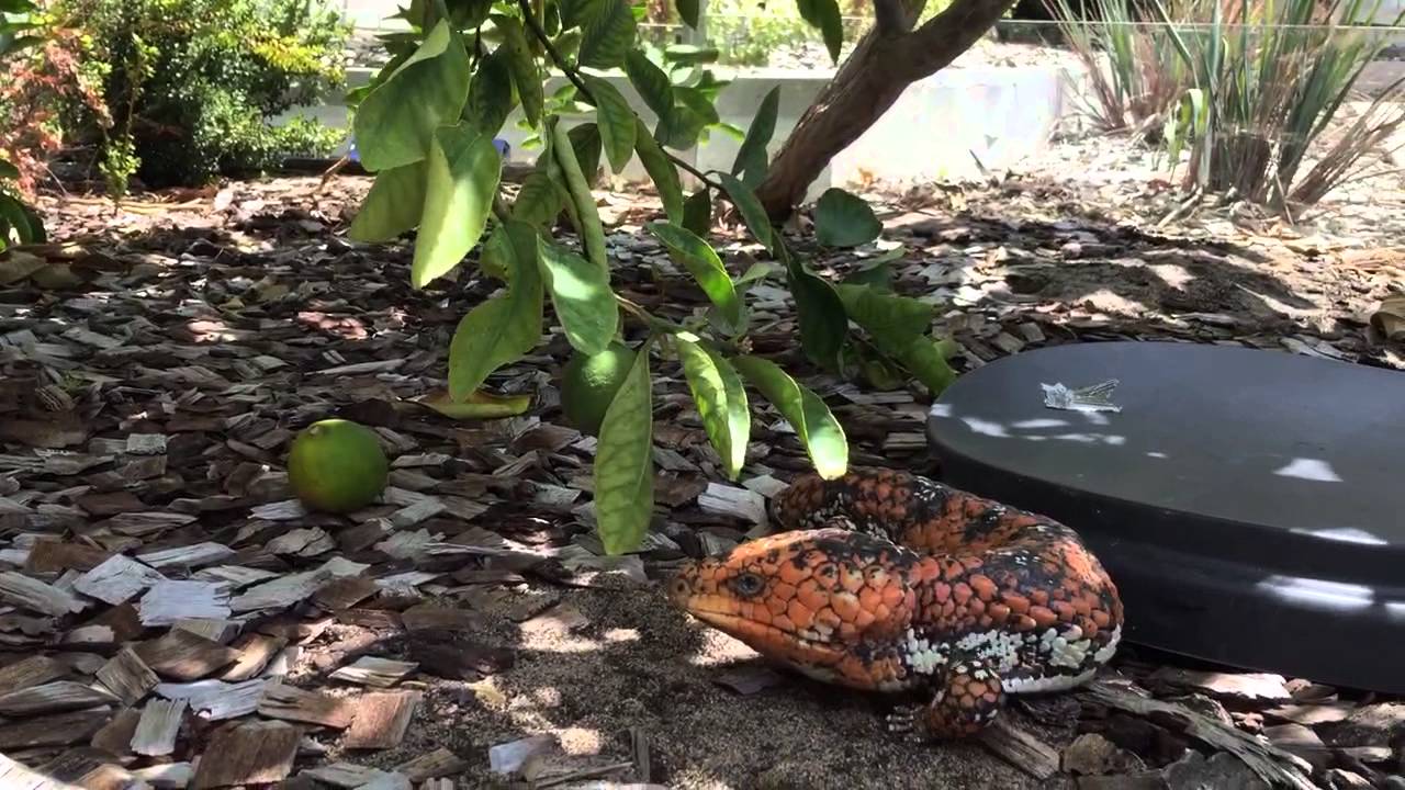 Goldfields shingleback 9 - YouTube