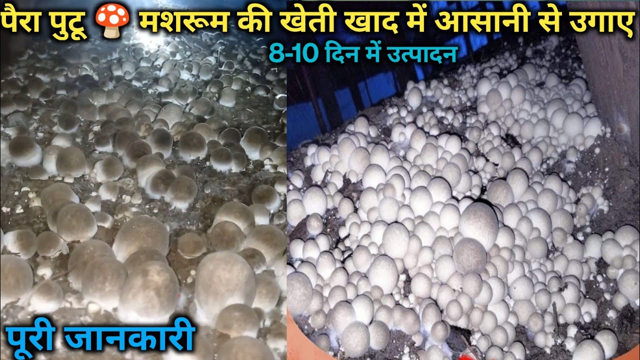पैरा पुटू 🍄 मशरूम की खेती खाद में | paira putu mushroom ki kheti khad ...