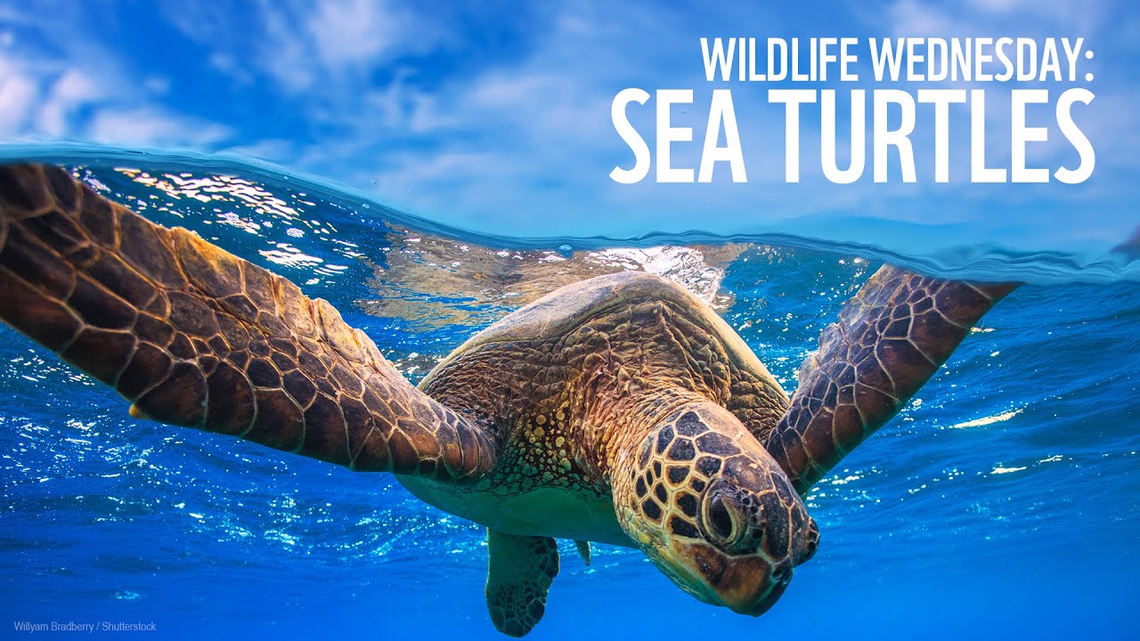 Wildlife Wednesday: Sea Turtles - YouTube