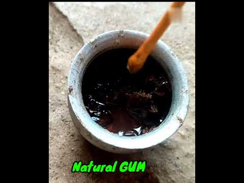Awesome Tree Natural GUM Making || How to make a real gum in Trees 🌲🌳🌴 ...