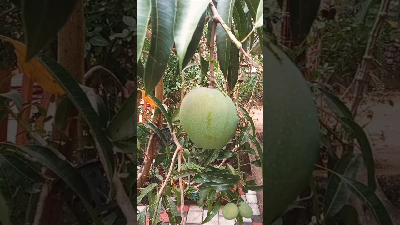 മാമ്പഴക്കാലം 🥭🥭#youtubeshorts #mango #mangotrees #mangojuice # ...