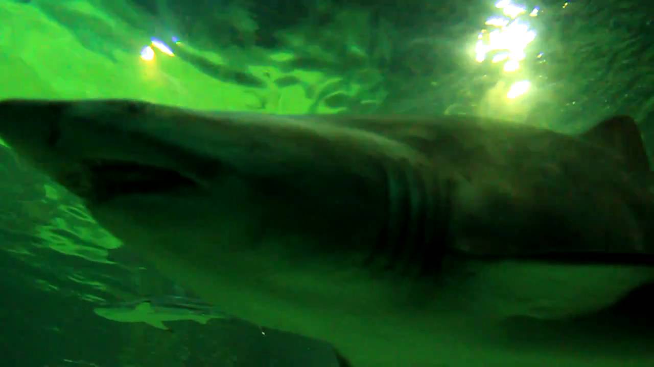 Dingle Oceanworld Aquarium Sharks - YouTube