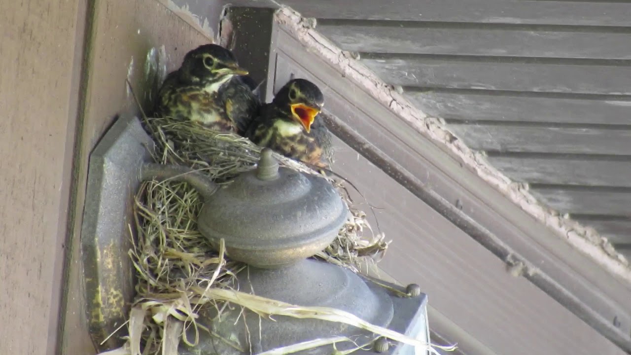 American Robin Babies - YouTube