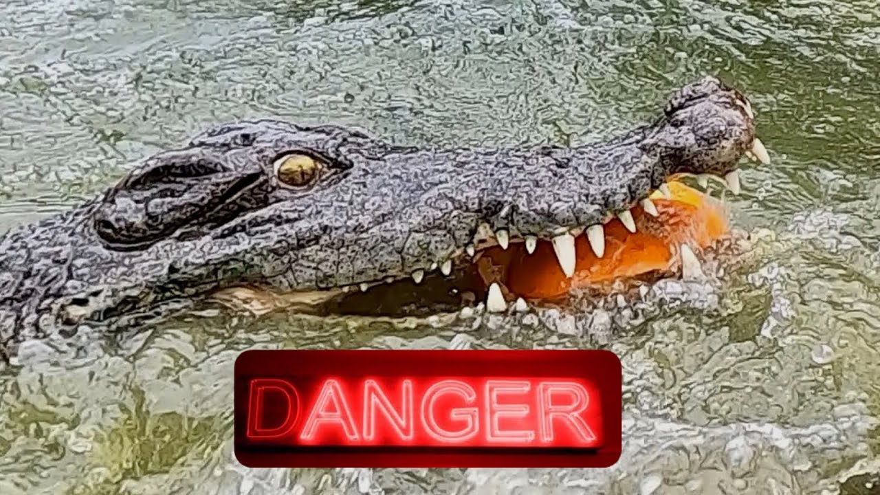 Danger! Retrieving Smashed Pumpkins from the Biggest Crocodiles at ...