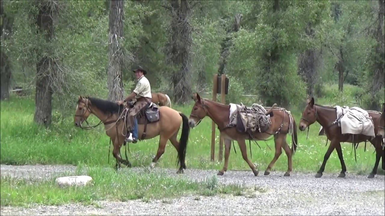 Chris USFS Packer Wilderness Ranger 8 2017 - YouTube