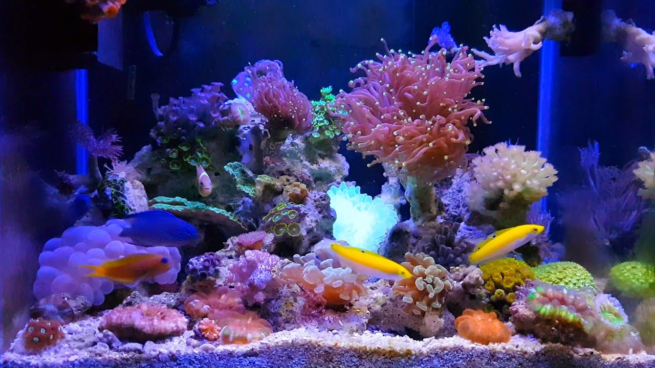Complete DIY wall mounted Nano LPS Reef Tank - 8 MONTH UPDATE with ...