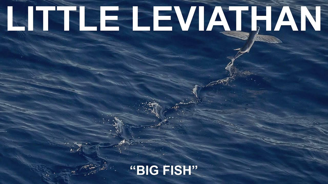 Little Leviathan, "Big Fish" (Official Audio) - YouTube