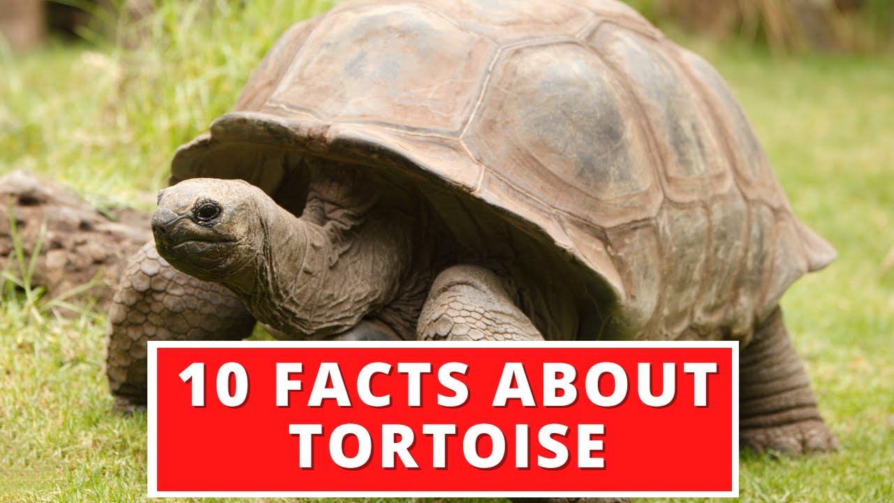 10 Interesting Facts About Tortoise - YouTube