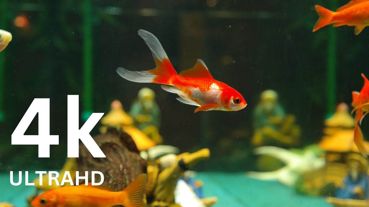 4K Underwater Aquarium Relaxing Beautiful - Coral Reef Fish,sea lif ...