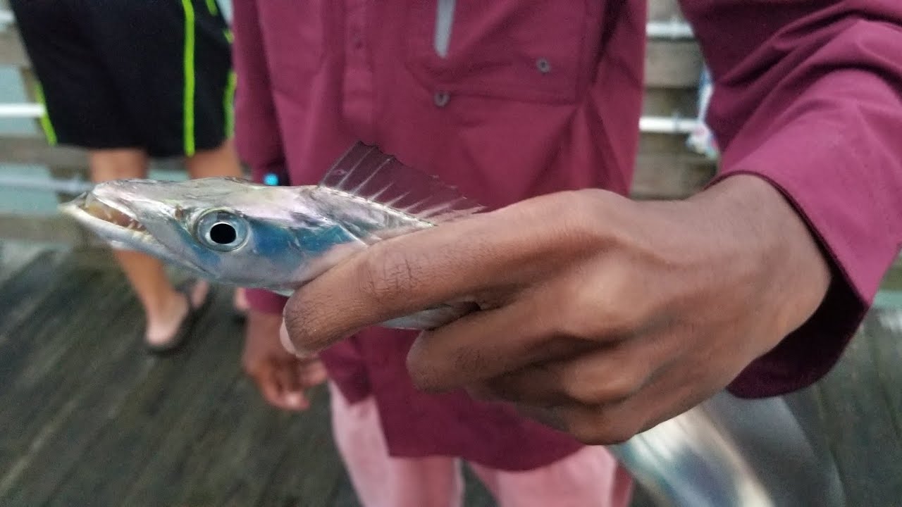 Catching Ribbon Fish/Cutlass Fish - YouTube