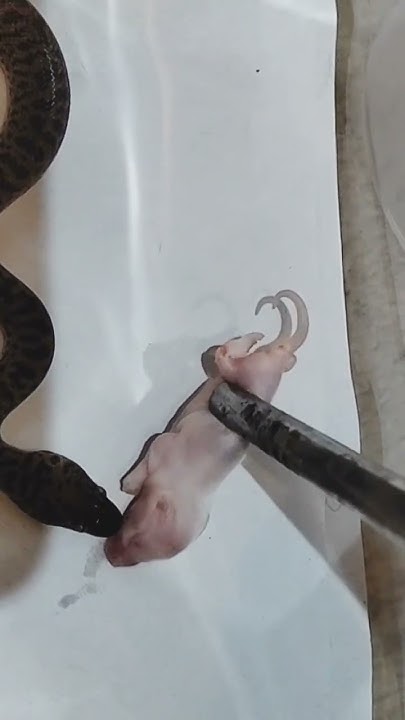 spotted python strike mouse - YouTube