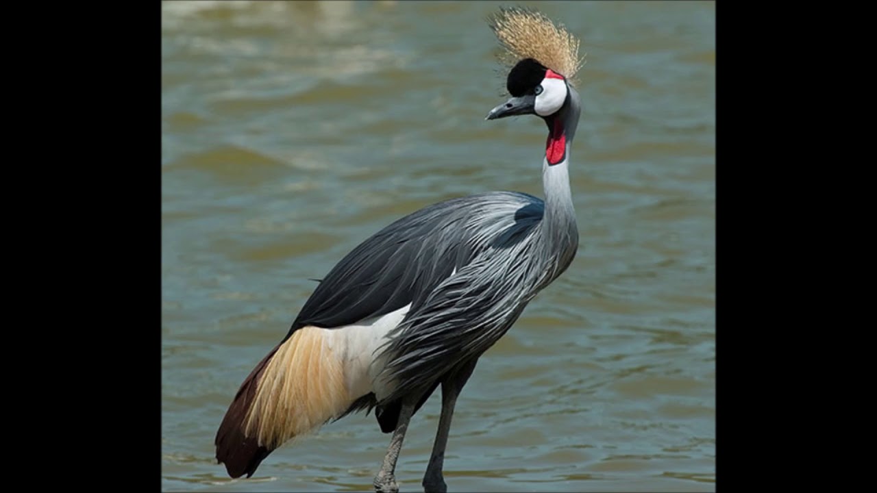 Ingrid J. Spaey - Despertar - YouTube