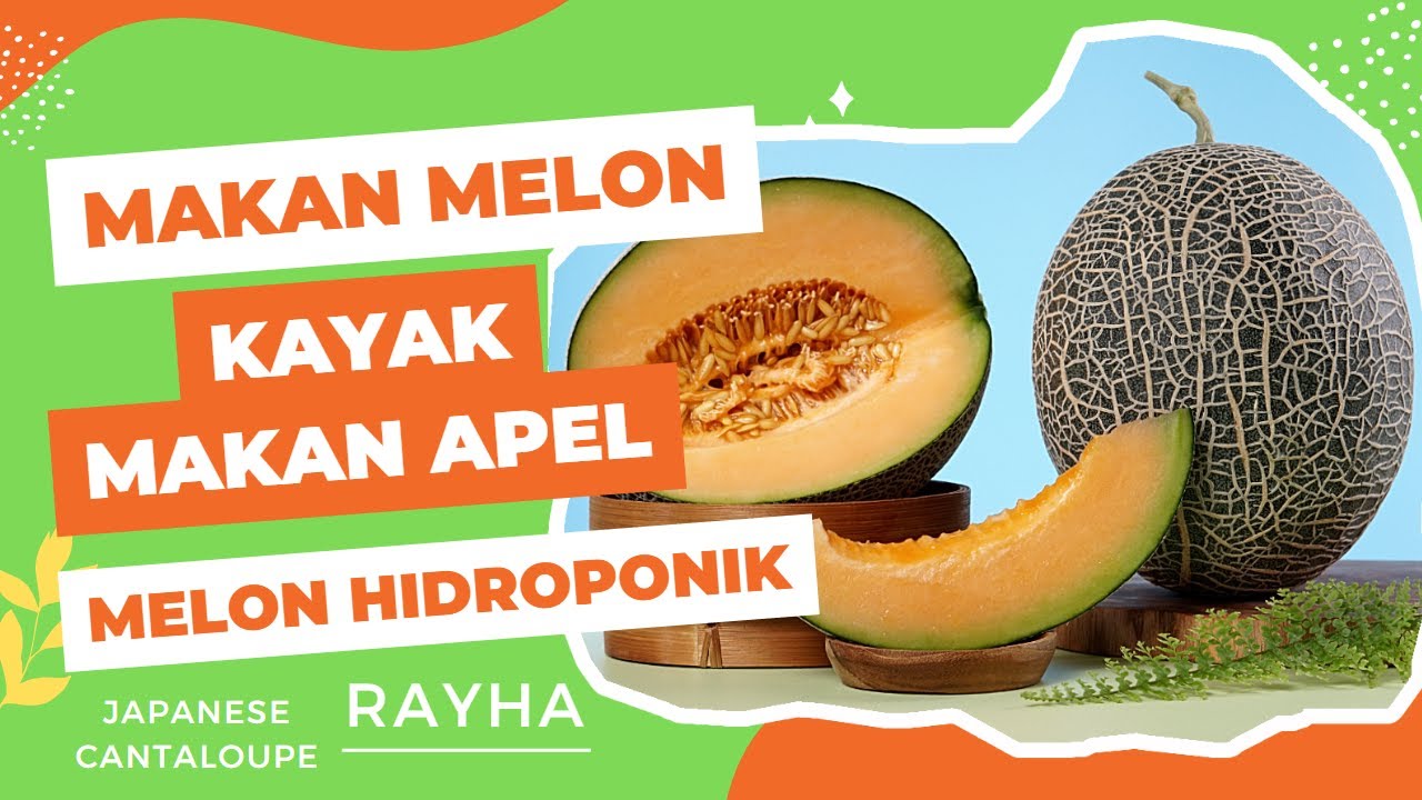 REVIEW MELON HIDROPONIK!Cantaloupe Hybrid "RAYHA",kayak makan apel ...
