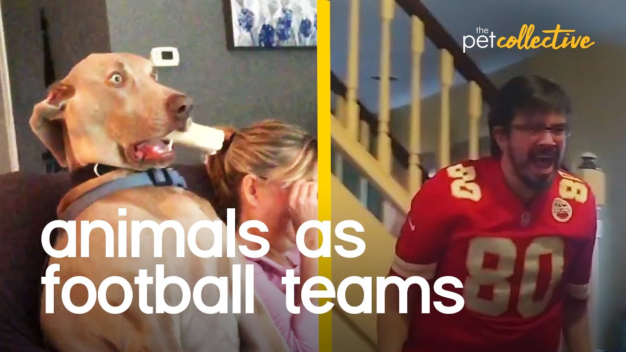 Animals As Football Teams YouTube animals-as-football-teams-youtube