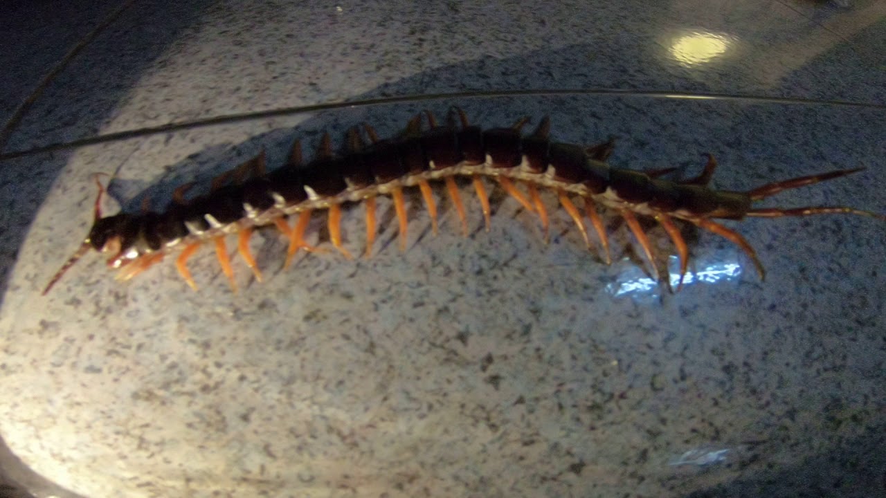 Con rít (rết) có mấy chân.Má ơi con rít mấy chân, cầu ô mấy nhịp, chợ ...