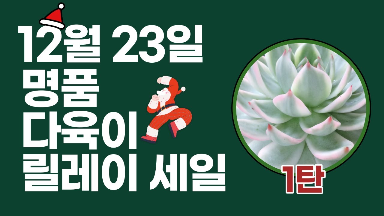 판매완료 12월 23일 다육이 크리스마스 기념 릴레이세일 다육이 다육이창 금다육 다육이키우기 Youtube