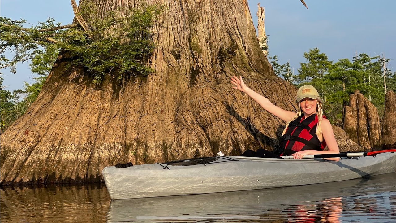 Kayak The Cache River!!! Huge Cypress Tree!! - YouTube