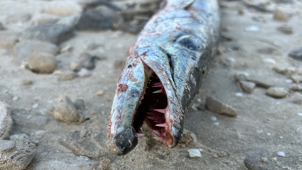 We Caught a Monster Barracuda in Abu Dhabi - YouTube