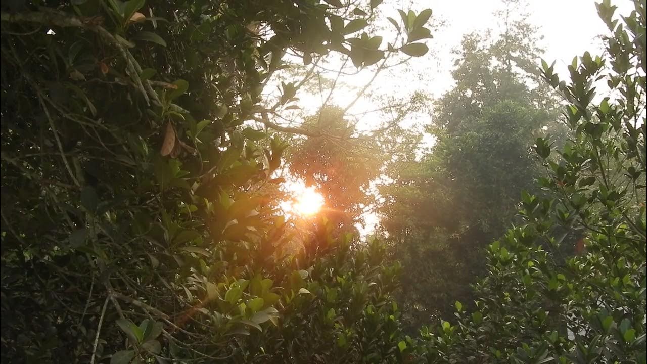 Great view of the rising sun in the morning || সকাল বেলা সূর্য ওঠার অসাধারণ দৃশ্য - YouTube