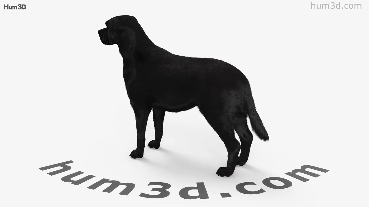 Labrador Retriever Black 3D model by 3DModels.org - YouTube