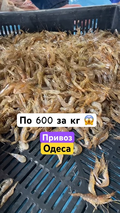 Чорноморська креветка на Привозі 😋 Підпишись - YouTube