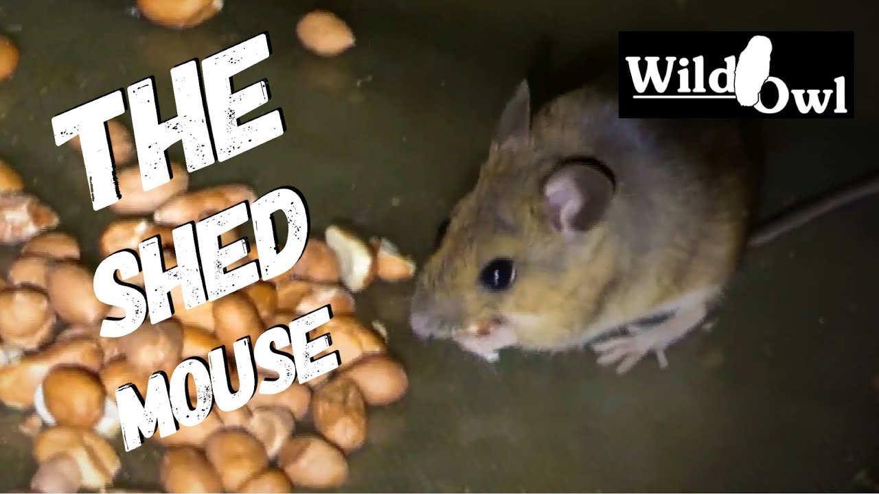 The Shed Mouse - YouTube
