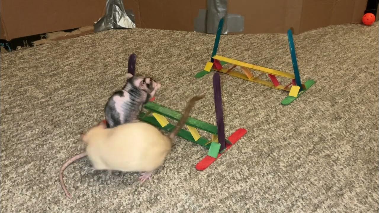 My pet rat Raisin is learning advanced fetch! - YouTube