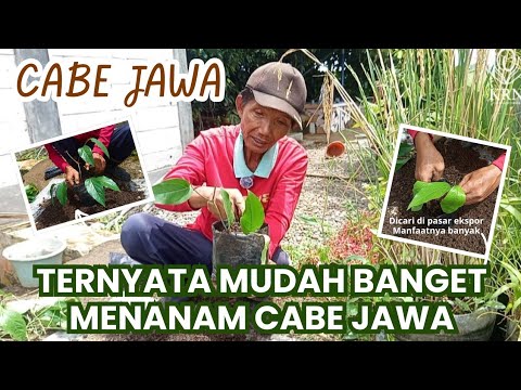 BIBIT CABAI JAWA ATAU CABE JAMU || KEBUN REMPAH NUSANTARA - YouTube