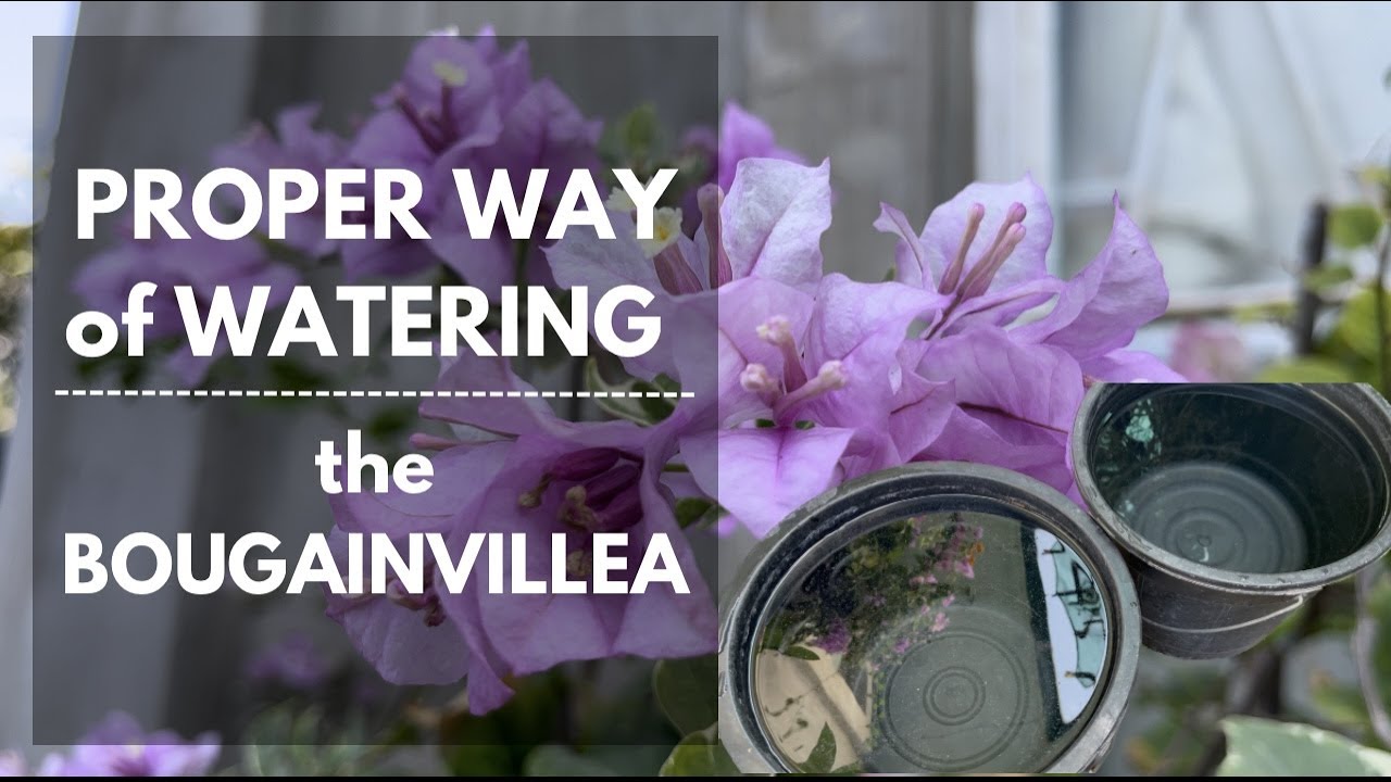 PAANO AT KAILAN MAGDILIG NG BOUGAINVILLEA?: PROPER WAY OF WATERING ...