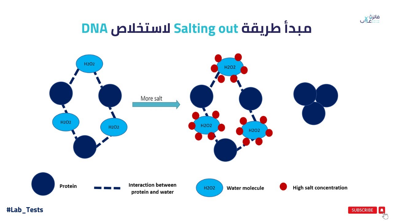 مبدأ طريقة salting out في استخلاص DNA - YouTube